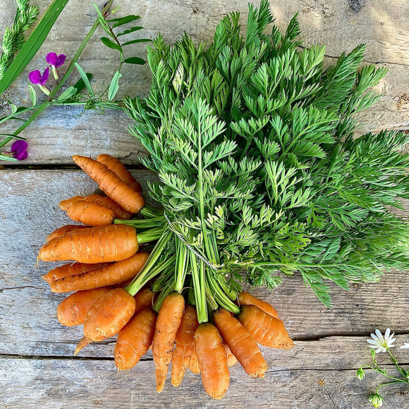 Mini-carottes en click & collect à Orvault