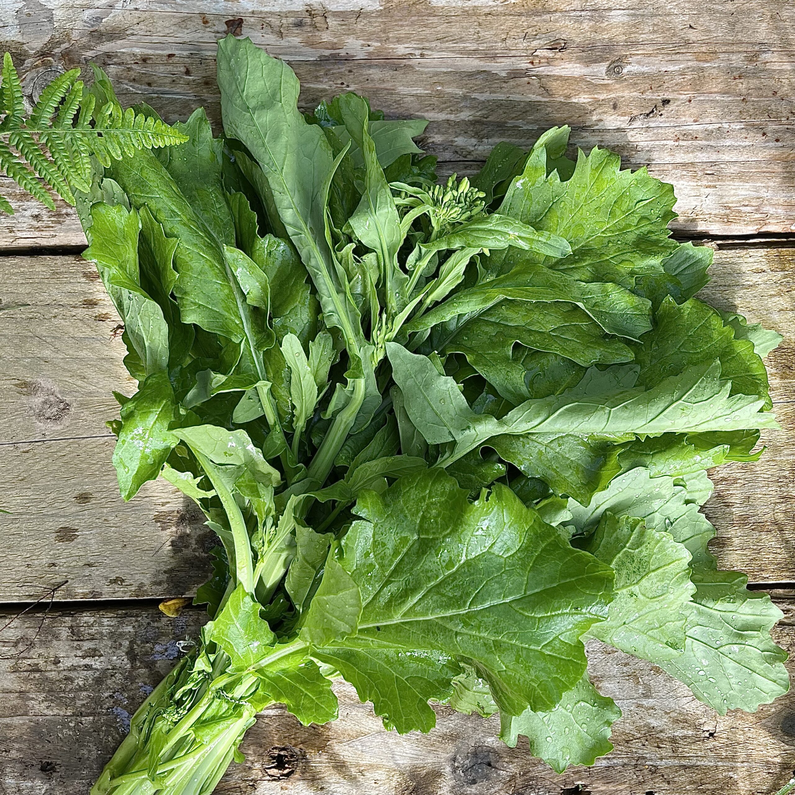 Cima di Rapa (Brocoletti) en click & collect à Orvault