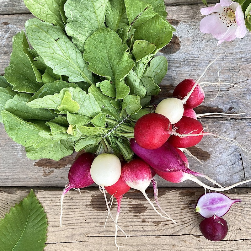 Radis ronds colorés en click & collect à Orvault